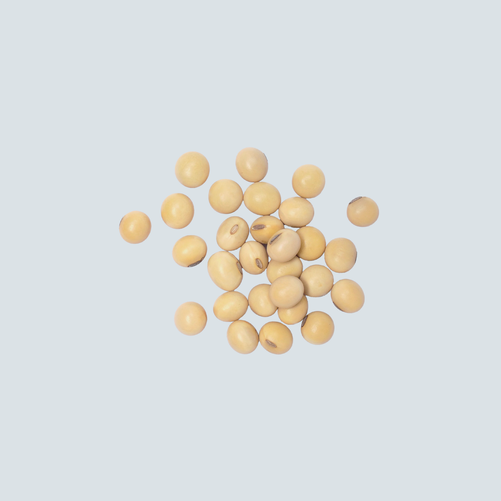 What is Lecithin?